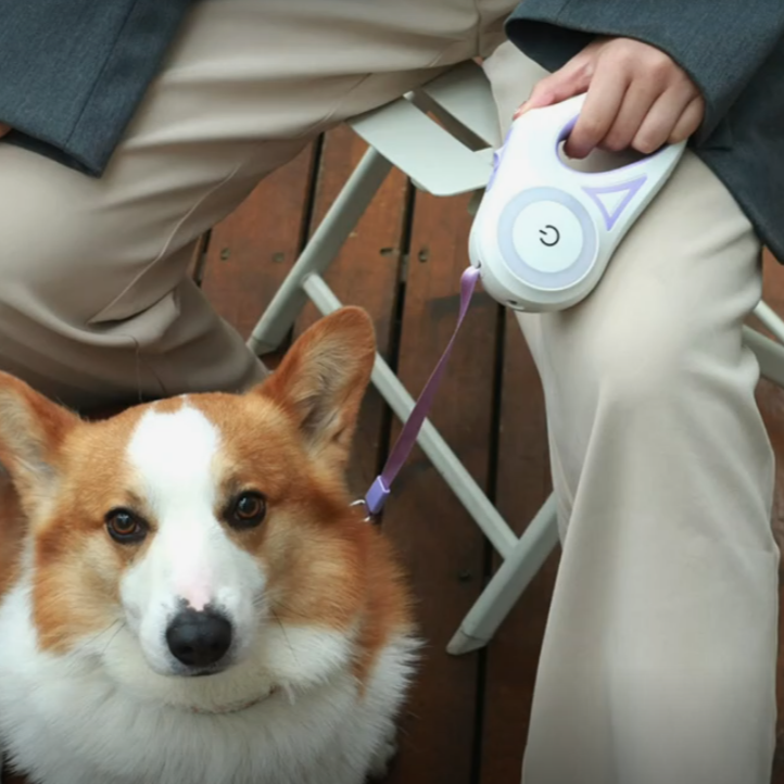 Streamer Led Lights Dog Leash – Paw Joy Market